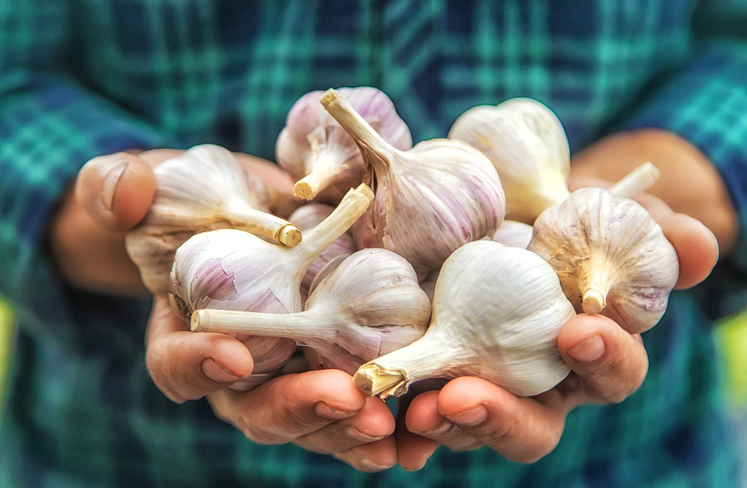 Usturoiul: Superalimentul cu multiple beneficii pentru sănătate ...